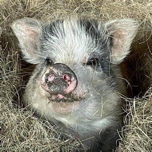 Home | Pigs 'n' Paws