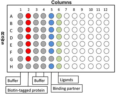 Principles Of Bio Layer Interferometry Animation Summarizes The Download Scientific Diagram
