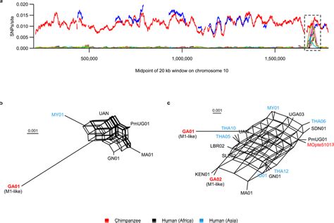 A Short Region Of High M1 Diversity On Chromosome 10 A Divergence SNPs
