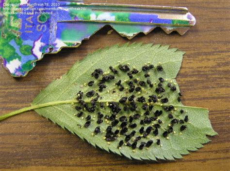 Insect Eggs Identification Guide