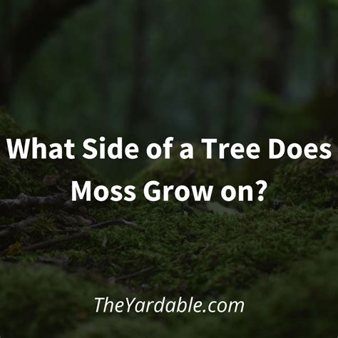 What Side Of A Tree Does Moss Grow On Theyardable