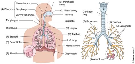 Medical Terminology Chapter 11 Respiratory Anatomy And Physiology
