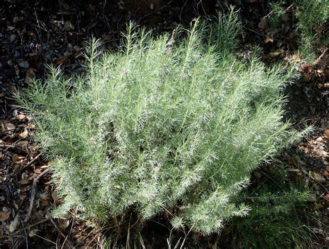 California Sagebrush Artemisia Californica Slv Habitat Restoration