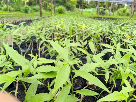 แหล่งเรียนรู้บ้าน แหล่งเรียนรู้บ้านวิถีไทย เศรฐกิจพอเพียง