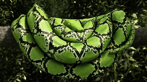 Green Boa Constrictor