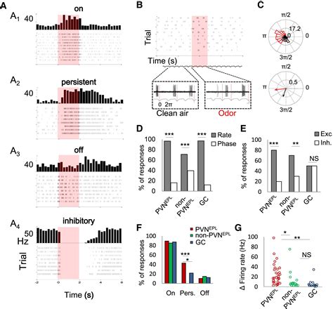 Dissecting Local Circuits Parvalbumin Interneurons Underlie Broad Feedback Control Of Olfactory