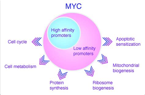 Transcriptional Domains Of Low And High Level Of Myc Expression In Download Scientific