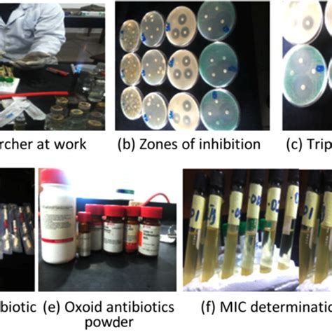 Comparative Antibiogram Of Typhoidal Salmonella Download Scientific Diagram