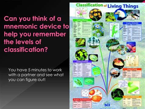 What Is The Mnemonic Device To Remember The Levels Of Classification At Sara Gosman Blog