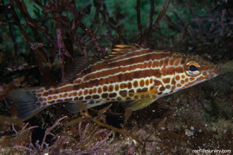 Paralabrax Auroguttatus Goldspotted Sand Bass Reef Life Survey