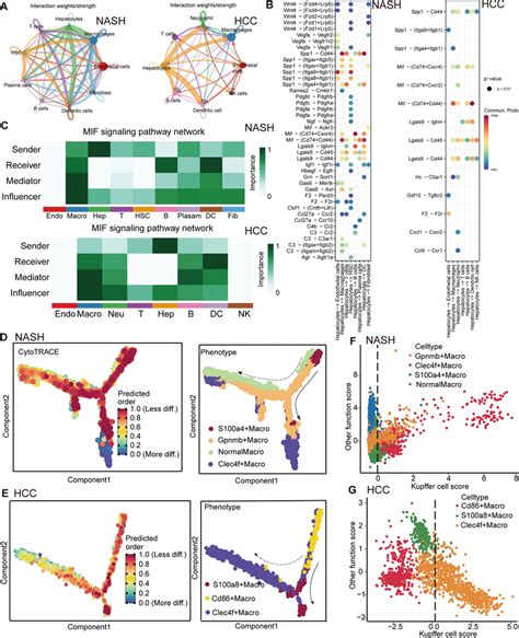Cellchat And Monocle Analysis Of Macrophage Subpopulations A The Download Scientific Diagram