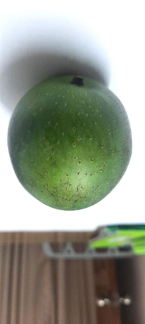 Mgo Semantic Segmentation Dataset And Pre Trained Model By Mgonew