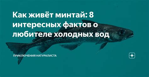 Как живёт минтай 8 интересных фактов о любителе холодных вод Приключения натуралиста Дзен