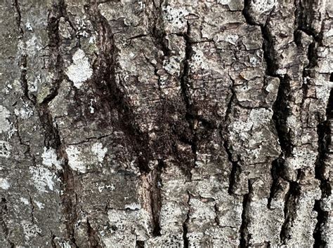 Nature Now Coastal Mountains Land Trust