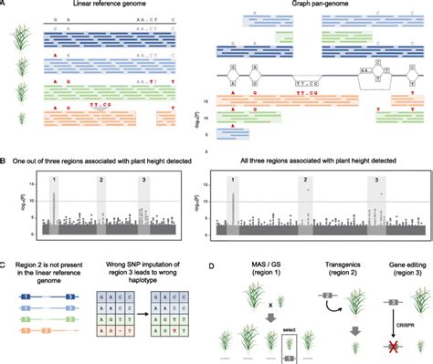 Impact Of Pan Genome Representation On Dissection Of Quantitative