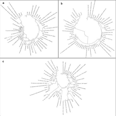 The Ssra Atpe Genes And Multilocus Sequence Based Phylogenetic Tree