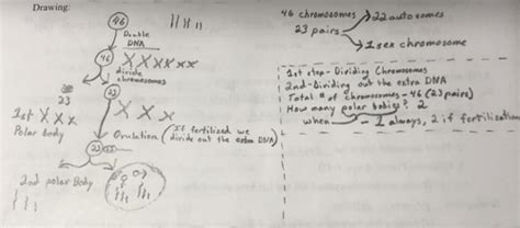 Reproductive Systems Flashcards Quizlet