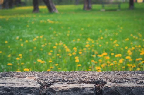 흐린 공원 자연 배경 위에 빈 돌 담 제품 디스플레이 몽타주 봄과 여름 배너 0명에 대한 스톡 사진 및 기타 이미지 0명 계절 근거리 초점 Istock