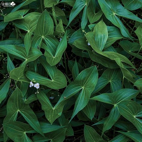 茨菇叶子 菇叶子图片 菇植物 大山谷图库