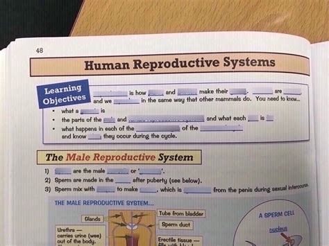Human Reproductive Systems Diagram Quizlet Human Reproductive Systems Diagram Quizlet