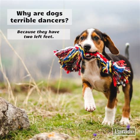 How Do Dogs Make You Laugh