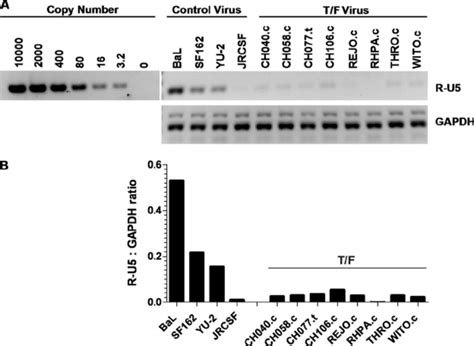 Analysis Of Tf Virus Cdna Synthesis In Mdm Mdm Were Infected For 8 H