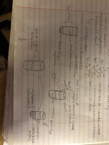 Biotechnology Exam 2 Pt 1 Dna Replication Flashcards Quizlet