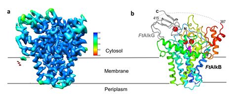 Structure Of Oil Eating Enzyme Opens Door To Bioengineered Catalysts Trendradars