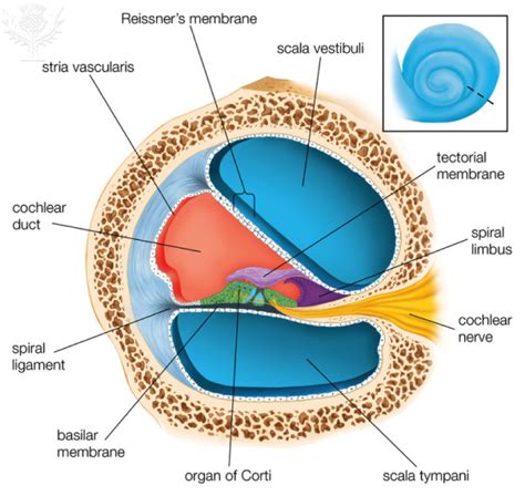 Vestibular Membrane