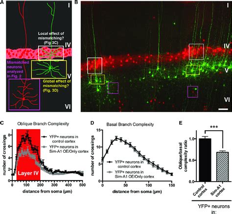 G Pcdhs Control Dendrite Complexity Through Local Homophilic