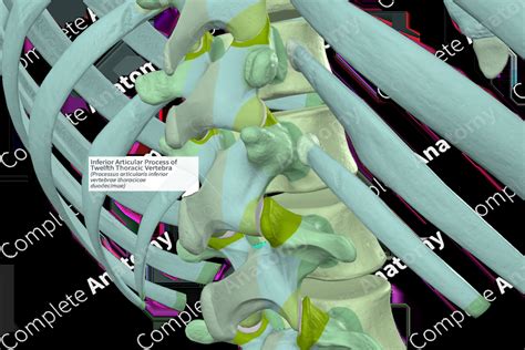 Inferior Articular Process Of Twelfth Thoracic Vertebra Left Complete Anatomy