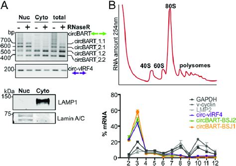 Subcellular Localization Of Viral Circrnas A Nuclear Vs Cytoplasmic