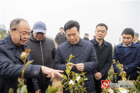 黎春秋在芷江和中方县调研油茶产业发展时要求 推进油茶林抚育和改造 发展壮大富民产业 怀化 新湖南