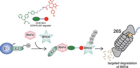 Covalent Modifiers Covalent Ligand Screening Uncovers A Rnf4 E3 Ligase Recruiter For Targeted