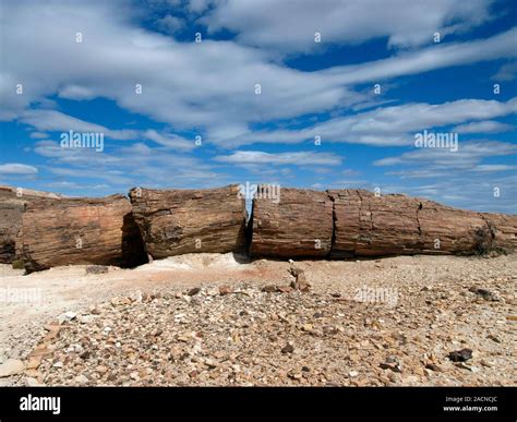 Petrified Forest Fossilised Remains Of Tree Trunks Petrification Is A Petrified Forest Fossilised Remains Of Tree Trunks Petrification Is A