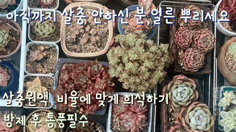 다육이 살충제 뿌리기 원액 희석하기 Youtube