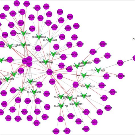 Lncrnas And Milk Quality And Yield Related Genes Co Expression Network