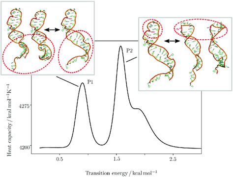 heat capacity curve for the unmodified rna stem loop heat capacity