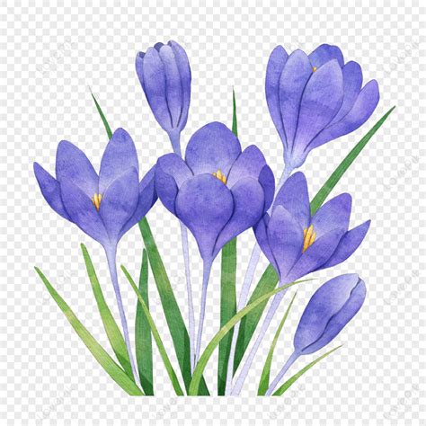 번 홍 화 식물 화훼 수채 꽃 일러스트 일러스트잎 봄 수채화동요허브 Png 일러스트 무료 다운로드 Lovepik