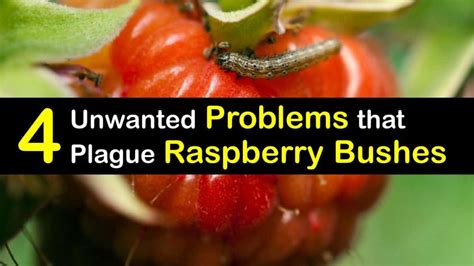 Problems Growing Raspberries What You Need To Do