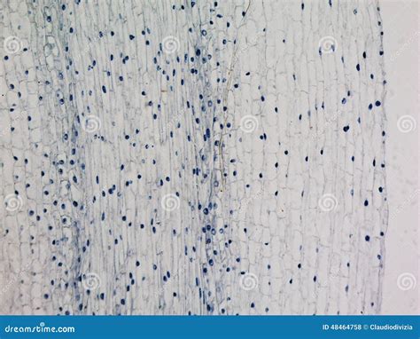 Corn Root Tip Micrograph Stock Photo Image Of Research 48464758
