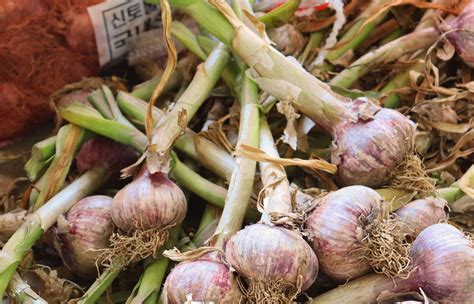 국내산 마늘 장아찌용 햇마늘 반접50개 구리도매시장 온라인유통인 연합회 국내산 마늘 장아찌용 햇마늘 반접50개 구리도매시장 온라인유통인 연합회
