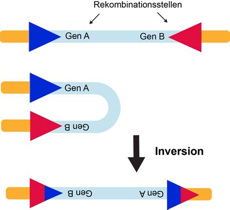 Sequenzspezifische Rekombination Inversion Doccheck