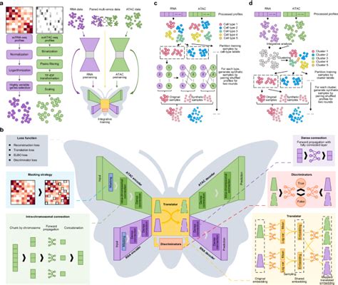 Scbutterfly A Versatile Single Cell Cross Modality Translation Method Via Dual Aligned