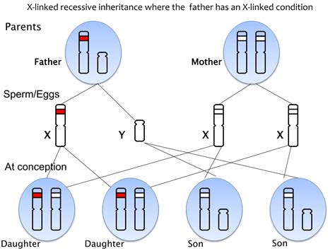Explanation Of X Linked Inheritance Pptx