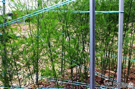 아스파라거스재배 텃밭의 장수작물 아스파라거스의 효능 재배방법 네이버 블로그