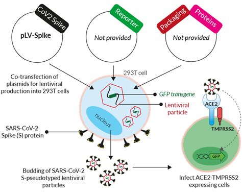 Sars Cov 2 Pseudotyping Plasmid Spike Variants Invivogen