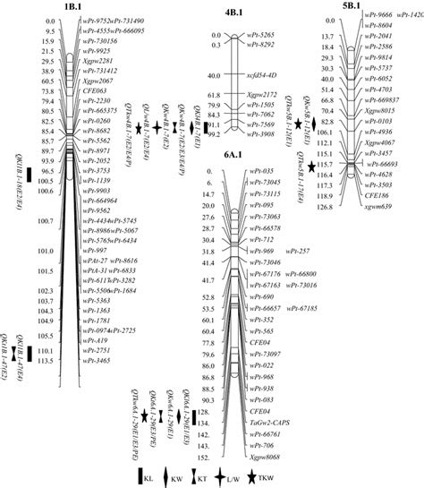 Genetic Linkage Map And Location Of Qtl For Thousand Kernel Weight And Download Scientific