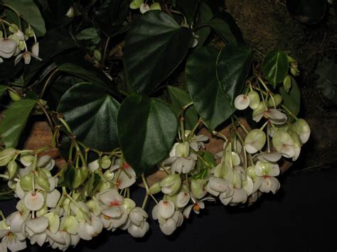 Begonia Solananthera A Dc Brazilian Heart Begonia Houseplants Rhs