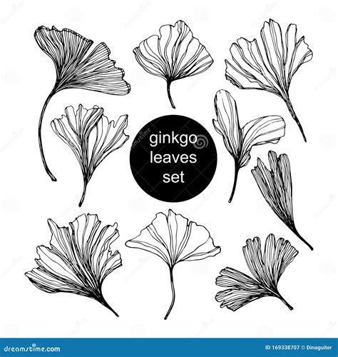 Set Of Ginkgo Biloba Leaf Hand Drawn Contour Line Vector Sketch Illustration Isolated Ginkgo